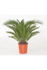 Cycas (Palmfarne) Pflege - 123zimmerpflanzen