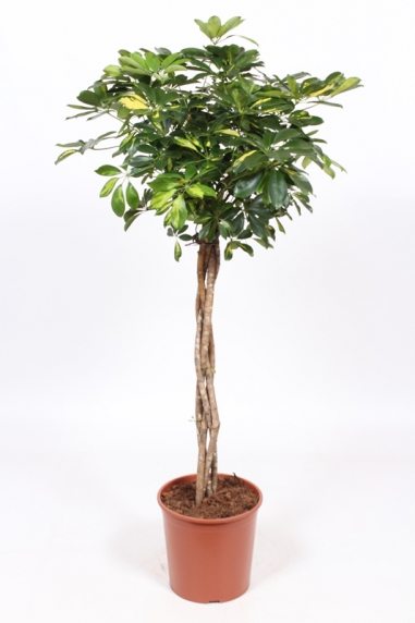 Schefflera Arboricola Pflege
