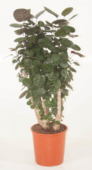 Aralie polyscias Pflege - 123zimmerpflanzen