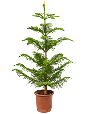 Araucaria Pflege - 123zimmerpflanzen