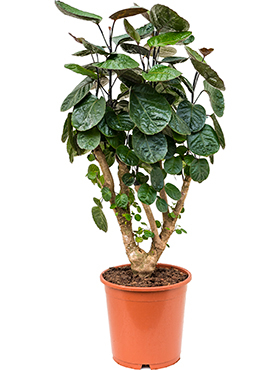 Aralie polyscias Pflege - 123zimmerpflanzen