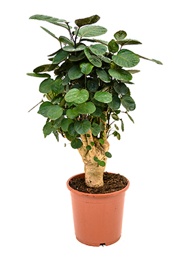 Aralie polyscias Pflege - 123zimmerpflanzen