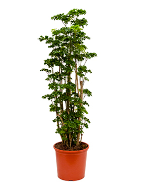 Aralie polyscias Pflege - 123zimmerpflanzen