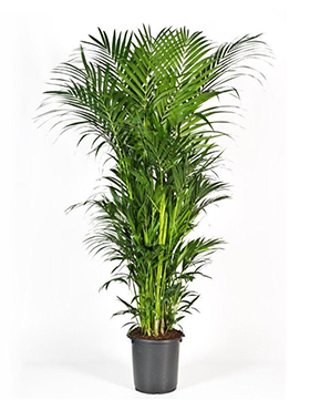 Kentia Palme Kaufen