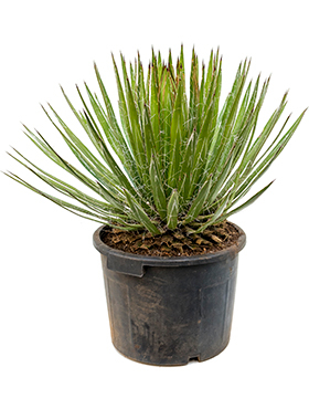 Agave Pflege - 123zimmerpflanzen