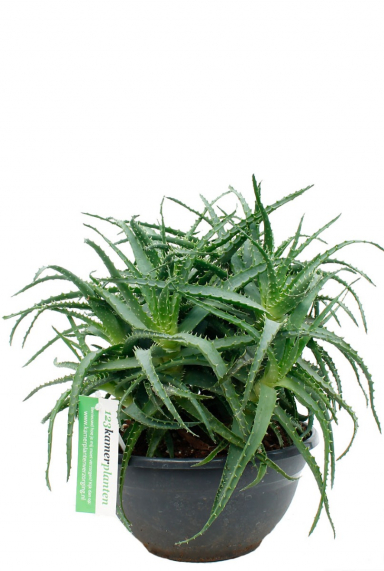Aloe Vera Pflege - 123zimmerpflanzen