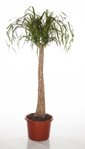 Beaucarnea Elefantenfuß Pflege - 123zimmerpflanzen