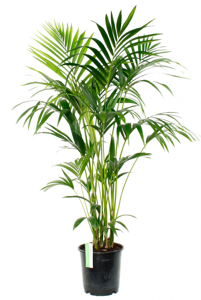 Kentia Palme in 2020 Kamerplanten Badkamer planten Planten