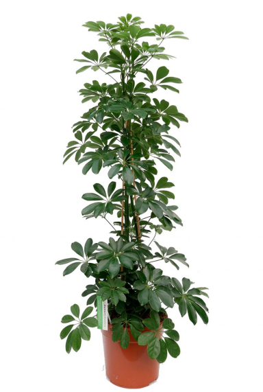 Schefflera Arboricola Pflege