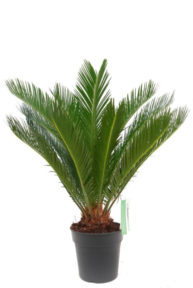 Cycas (Palmfarne) Pflege - 123zimmerpflanzen