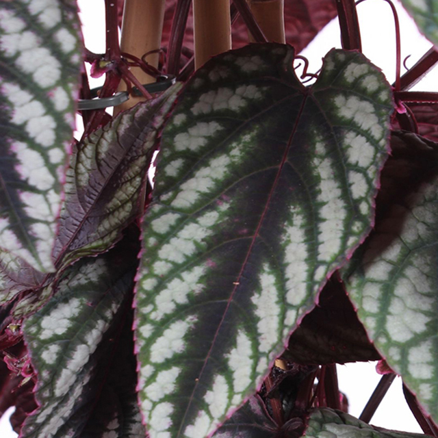 Cissus kaufen? - 123zimmerpflanzen